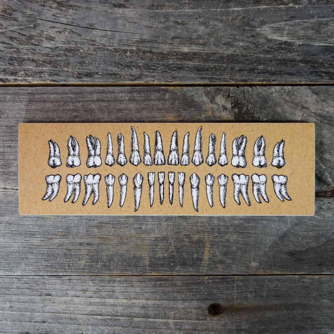 White Teeth Vinyl Sticker - Etsy