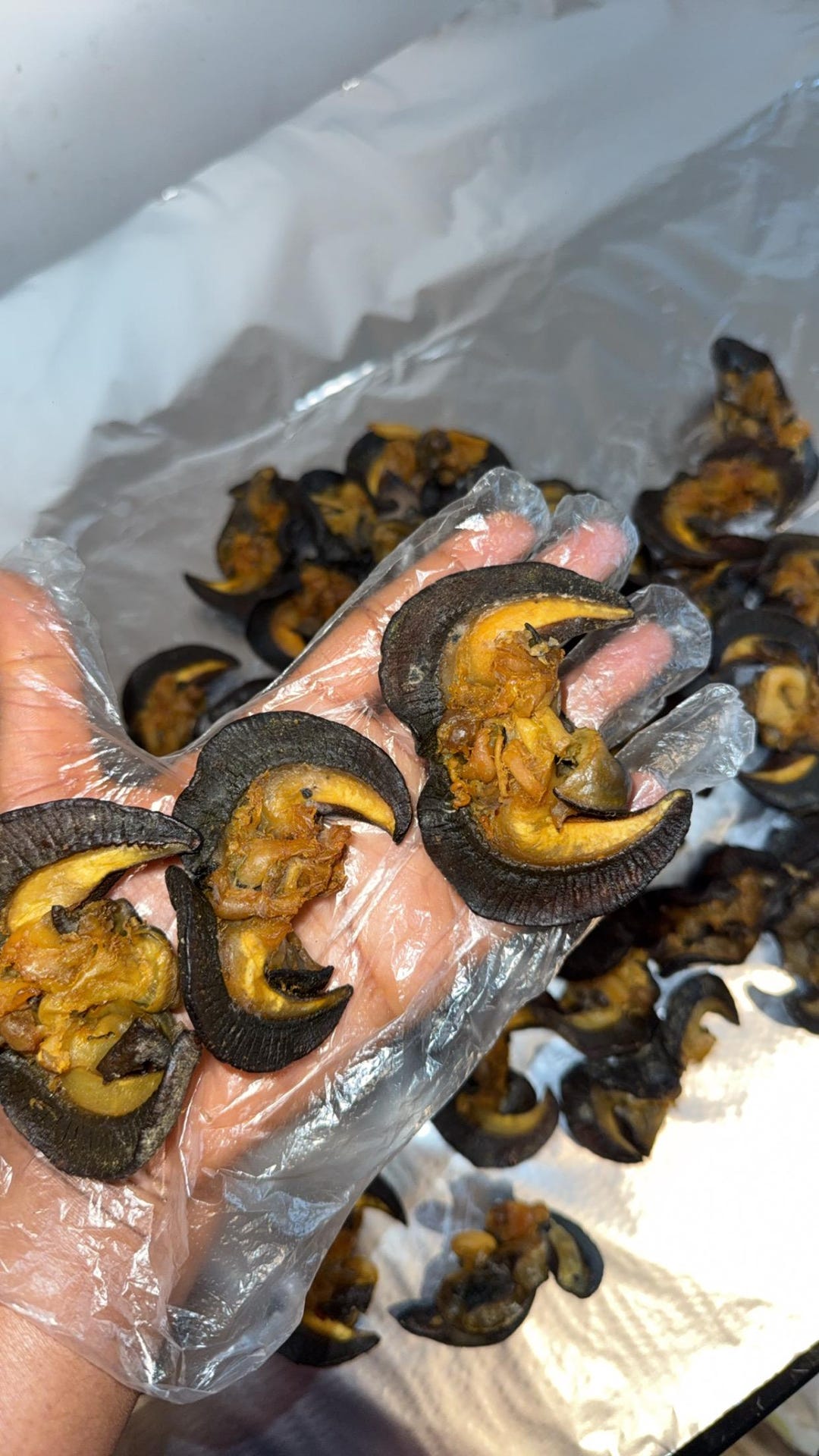 Slightly Dried Snail (10 Pieces) - Etsy