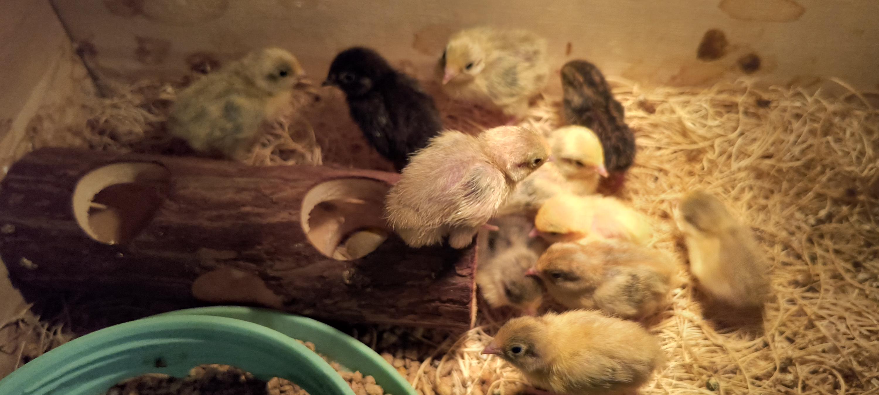 Button Quail Eggs 15 per Order for Hatching at Your OWN Risk Art, Etc ...