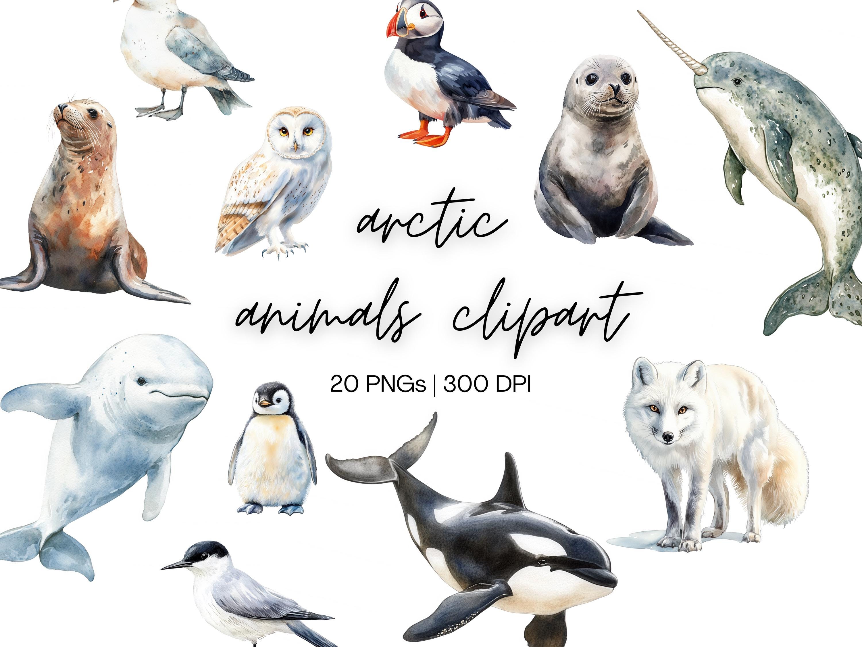 Arctic Animals Clipart | Polar Bear Clipart, Watercolor Clipart, Arctic ...