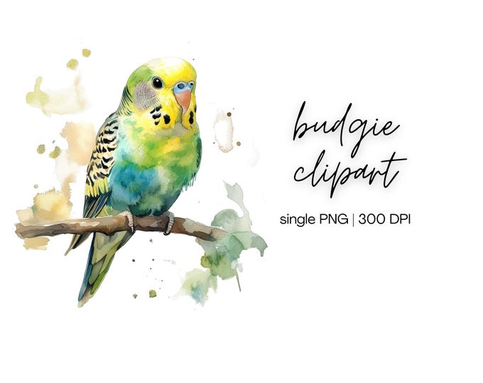 24 Cute Budgie Clipart, Watercolor Budgerigar, High Quality Transparent ...