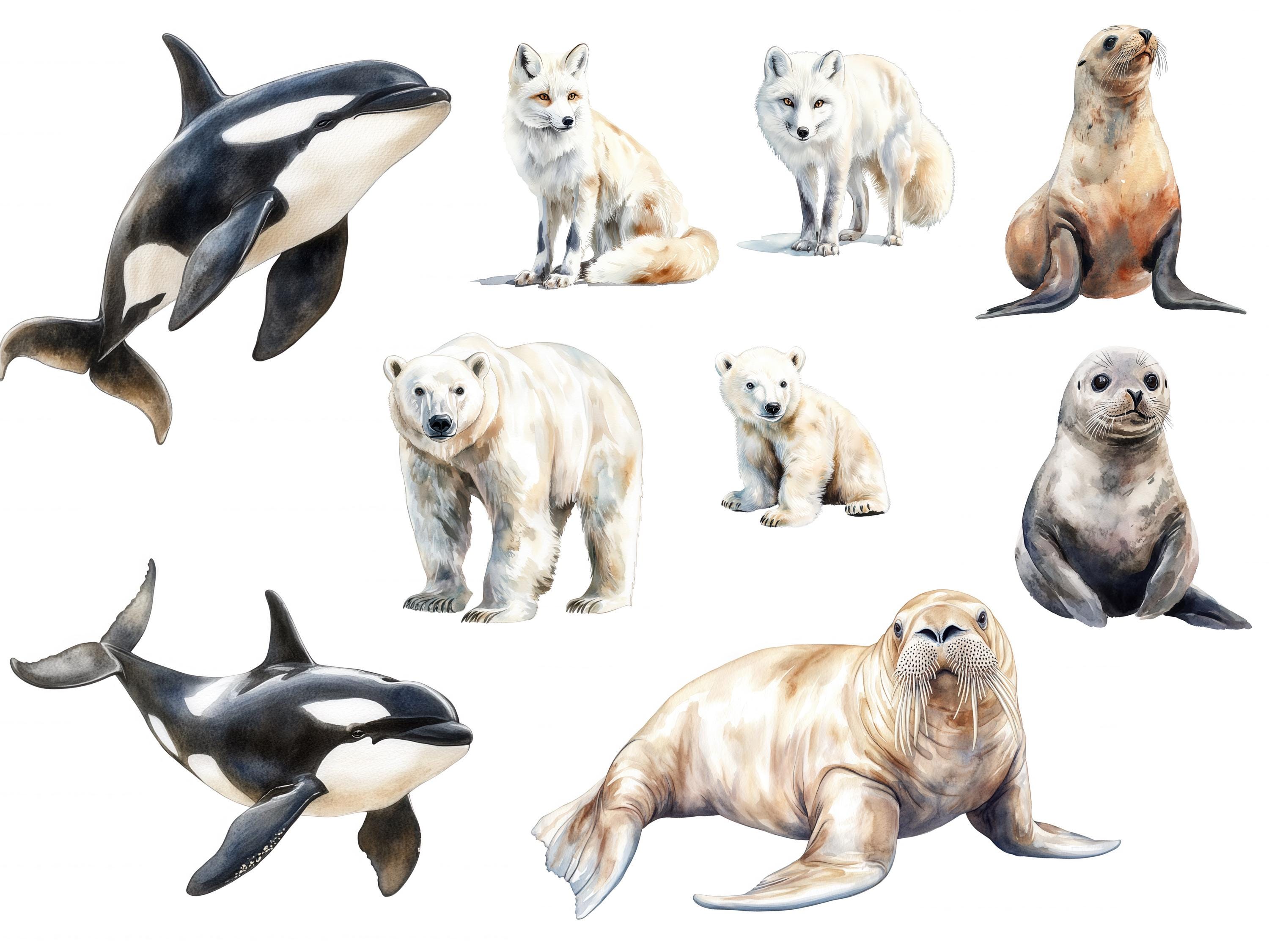 Arctic Animals Clipart | Polar Bear Clipart, Watercolor Clipart, Arctic ...