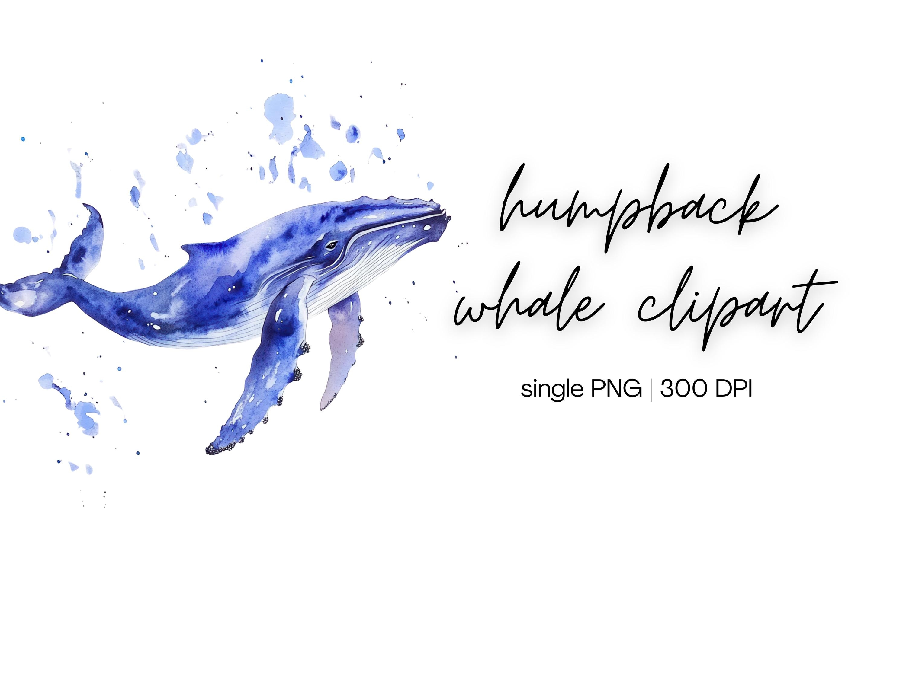 Humpback Whale Clipart | Humpback Whale PNG, Watercolor Whales, SVG ...