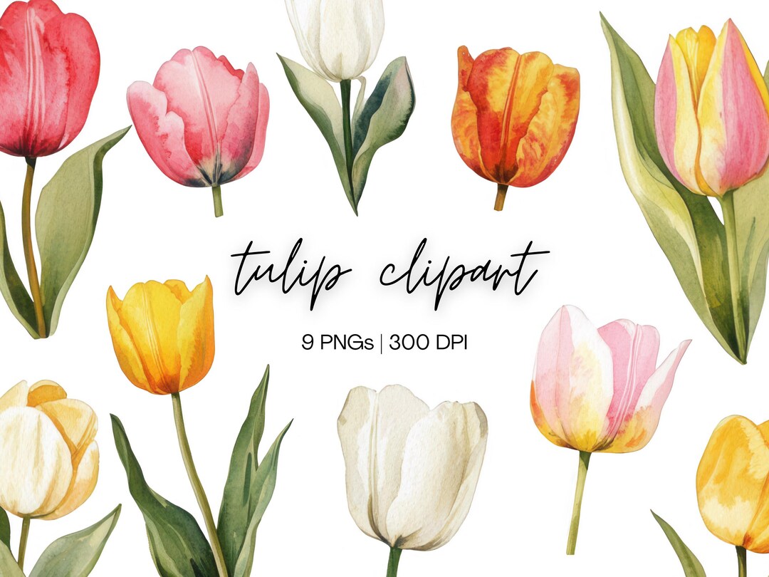 Tulip Clipart Bundle | Watercolor Tulips, Watercolor Clipart, Spring ...