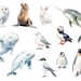 Arctic Animals Clipart | Polar Bear Clipart, Watercolor Clipart, Arctic ...