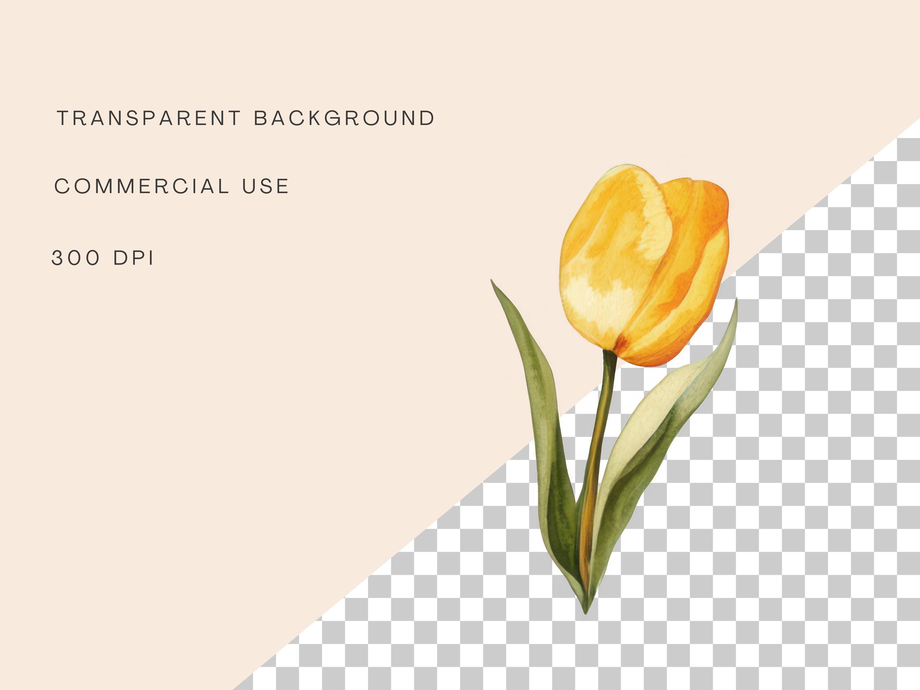 Tulip Clipart Bundle | Watercolor Tulips, Watercolor Clipart, Spring ...