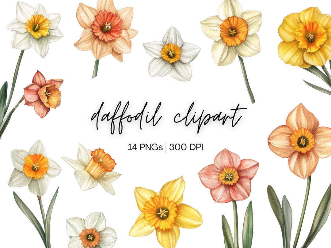 Daffodil Clipart Bundle | Watercolor Daffodil, Spring Clipart, Floral ...