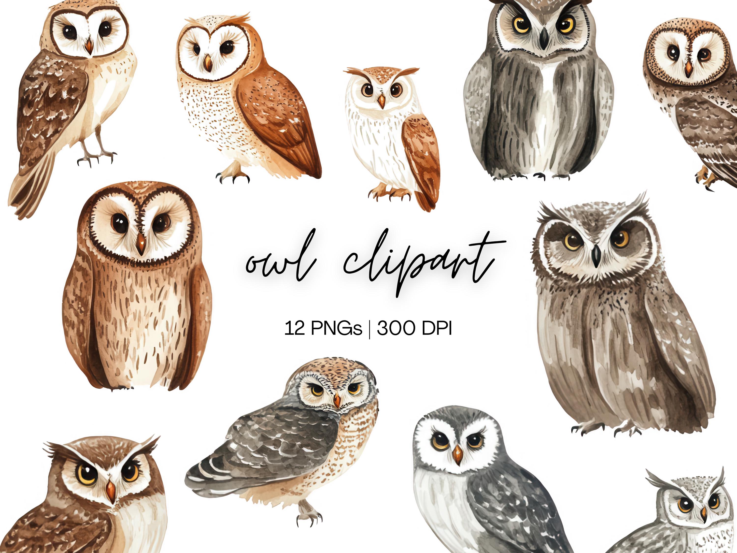 Owl Clipart | Realistic Owl Clipart, Snowy Owl Clipart, Illustrated Owl ...