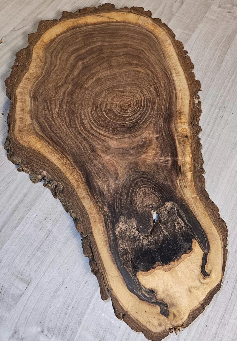 Black Walnut Cookie Slab 18”: Live Bark Edge, Double Pith Grain for ...