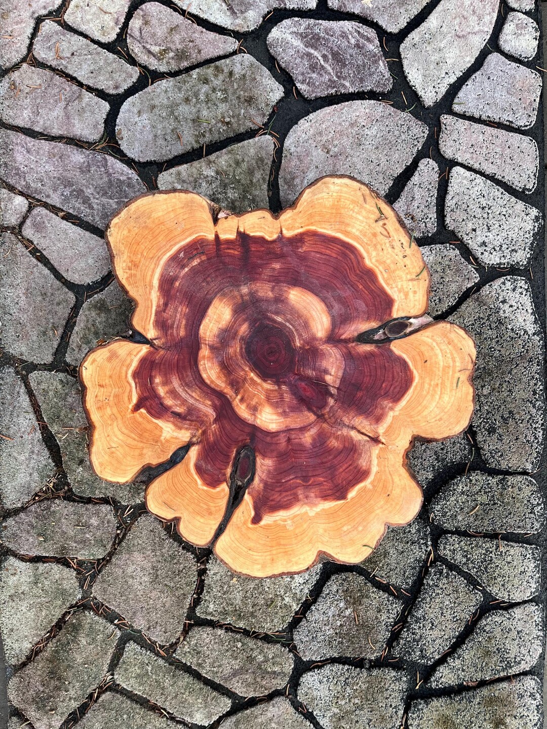 Cedar Live Edge Wood Cookie Slices • Wood Rounds • Approx 11” Diameter ...