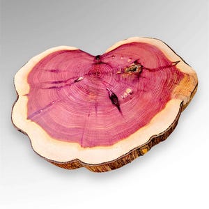 Eastern Red Cedar Live Edge Wood Slices | Rounds | Rustic Home Decor ...