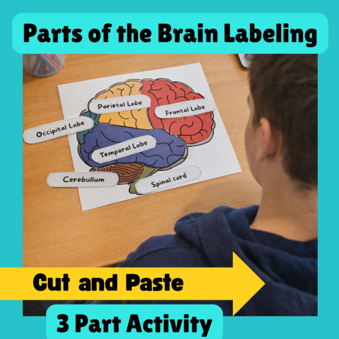 Parts of the Brain Labeling Worksheet | Educational Science Printable ...