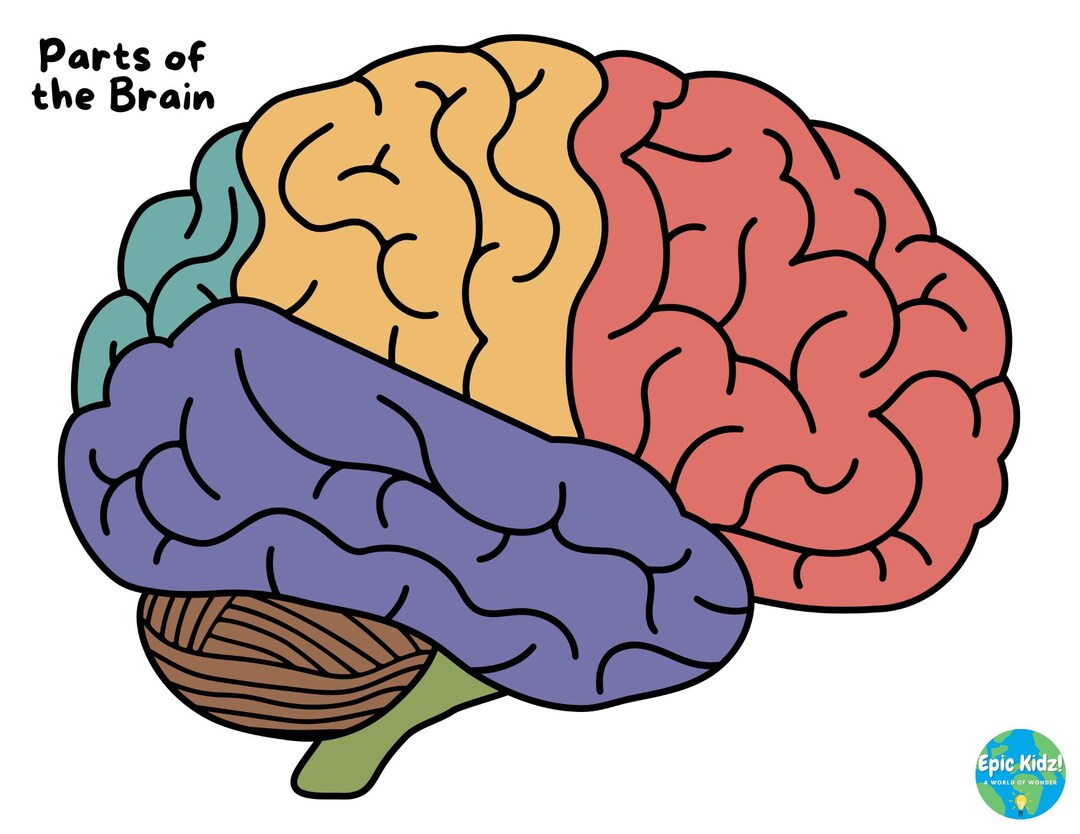 Parts of the Brain Labeling Worksheet | Educational Science Printable ...