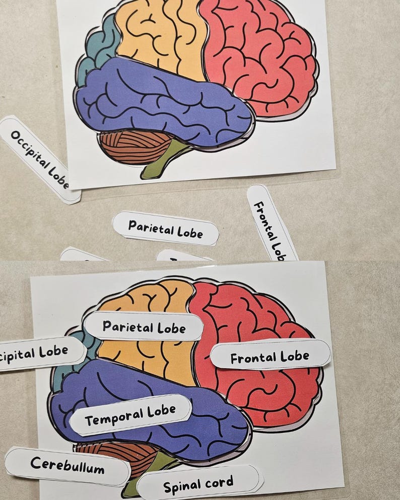 Parts of the Brain Labeling Worksheet | Educational Science Printable ...