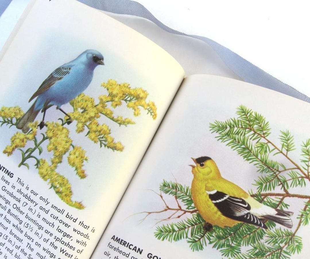 Golden Nature Guide ORNITHOLOGY Bird Book 1956 Collectible Vintage ...