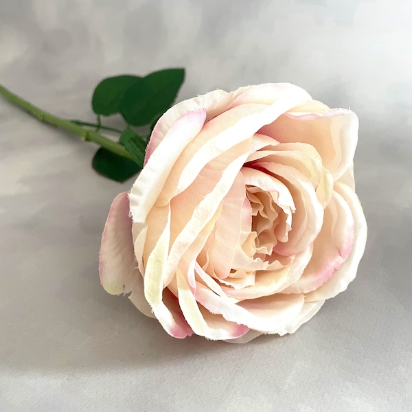 Pink Cabbage Rose - Etsy