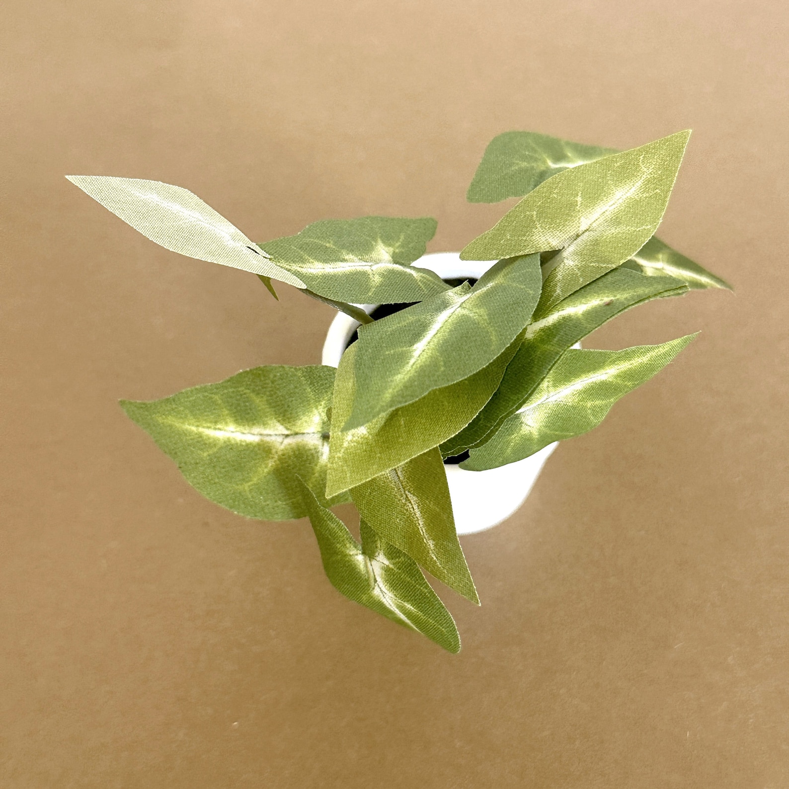 Micro Ivy Plant Miniature Plant - Etsy