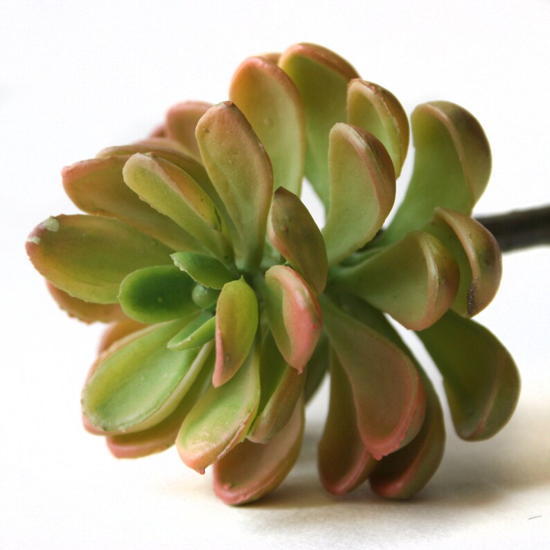 Suculento en verde y rosa - Suculentas artificiales- Echeveria - Etsy ...