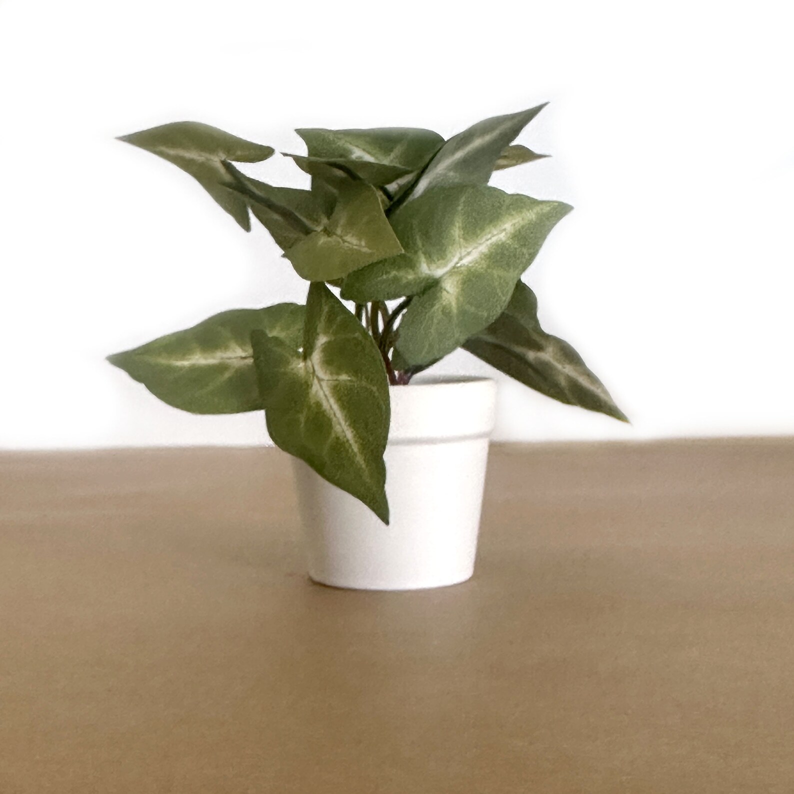 Micro Ivy Plant - Miniature Plant - Etsy