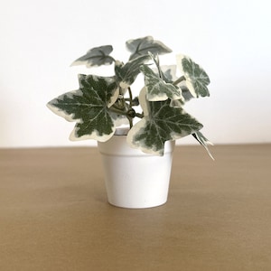 Micro Ivy Plant - Miniature Plant - Etsy