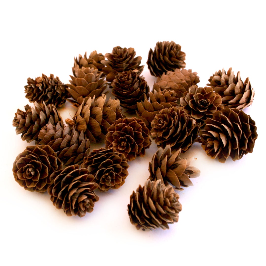 20 Mini Pinecones - Very Small - Christmas Floral, Winter Floral - Etsy