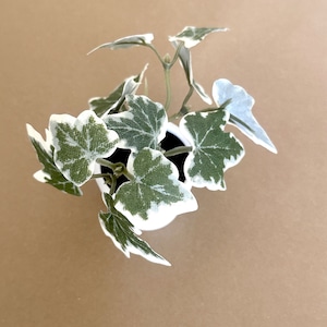 Micro Ivy Plant - Miniature Plant - Etsy
