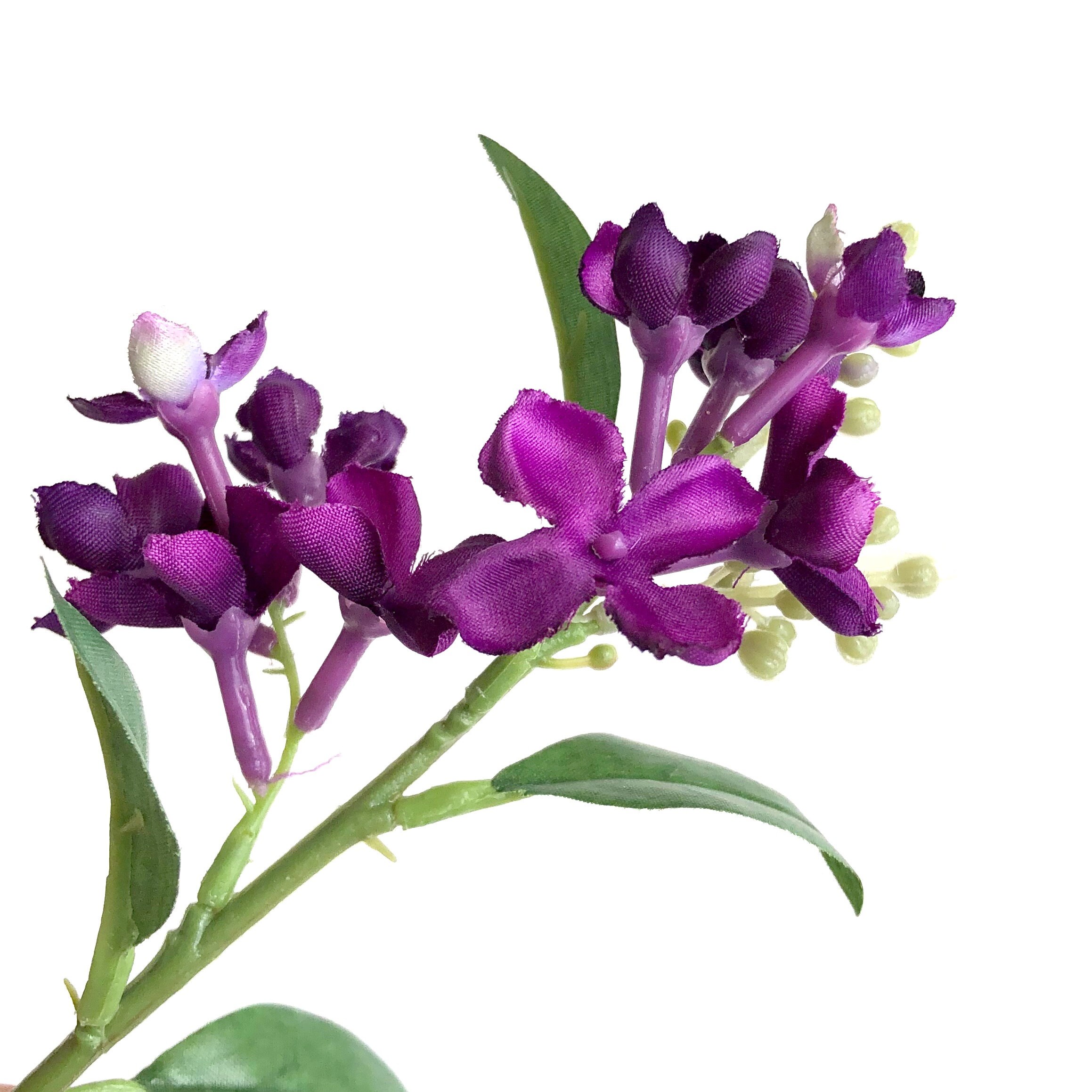 Purple Jasmine Plant