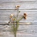 Beige Cosmo Branch - Artificial Flowers, Silk Flowers - Etsy
