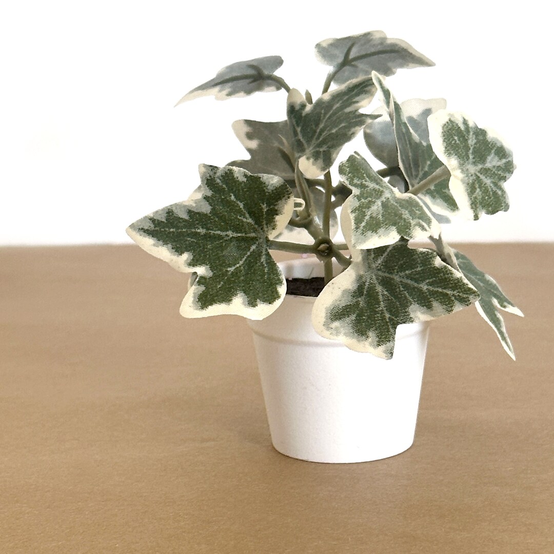 Micro Ivy Plant - Miniature Plant - Etsy
