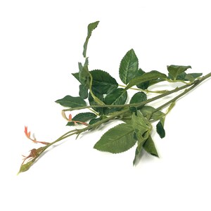 6 Botanical Rose Stems With Leaves for DIY Bouquets - Etsy