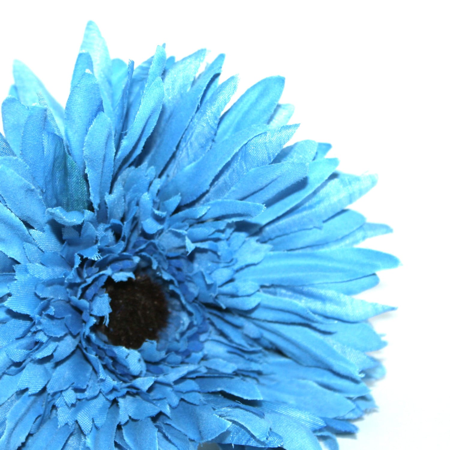 Blue Spider Flower