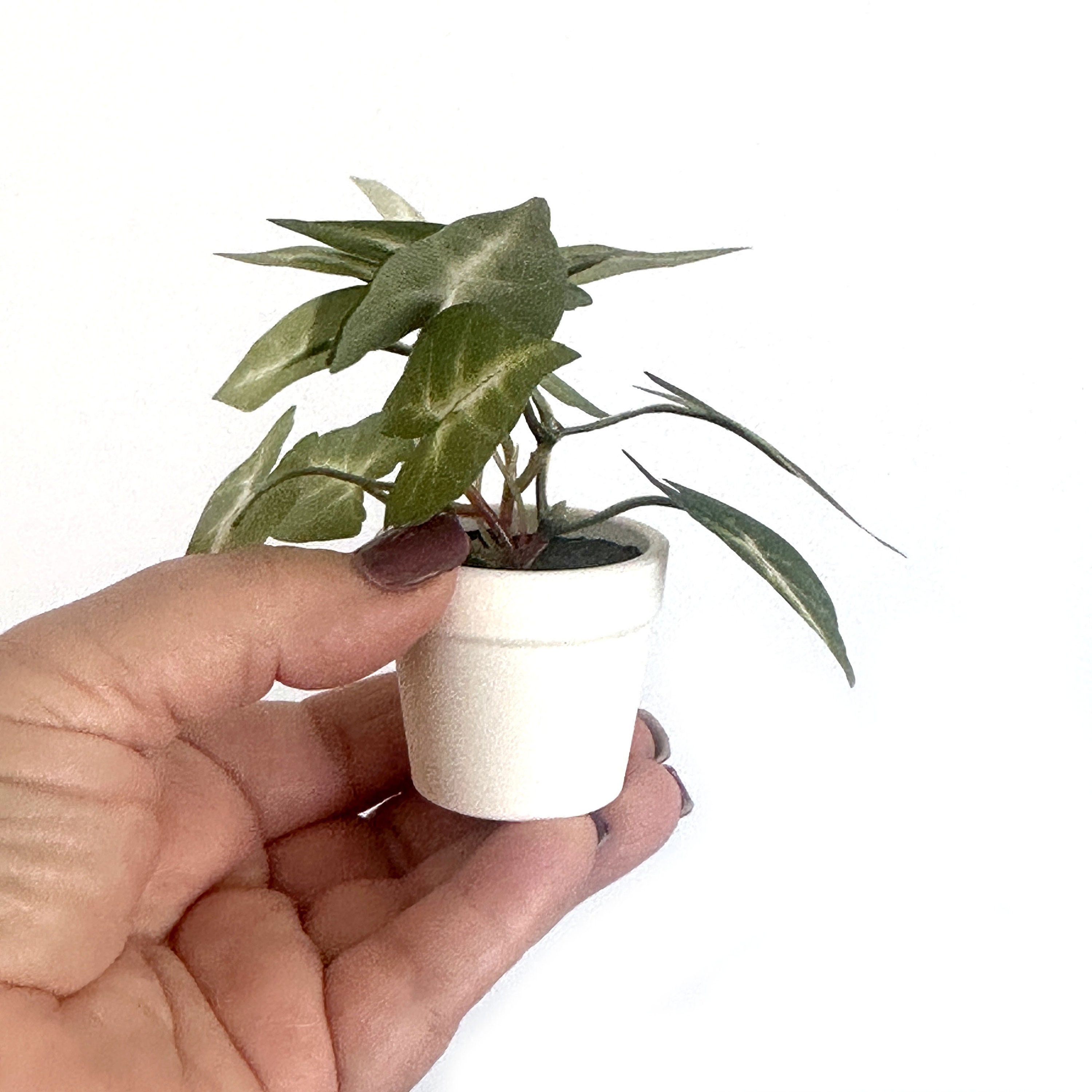 Micro Ivy Plant Miniature Plant - Etsy