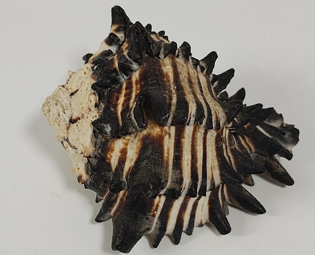 Hexaplex Radix Murex Gemlin Natural Real Genuine Seashell Sea Shell 3 ...