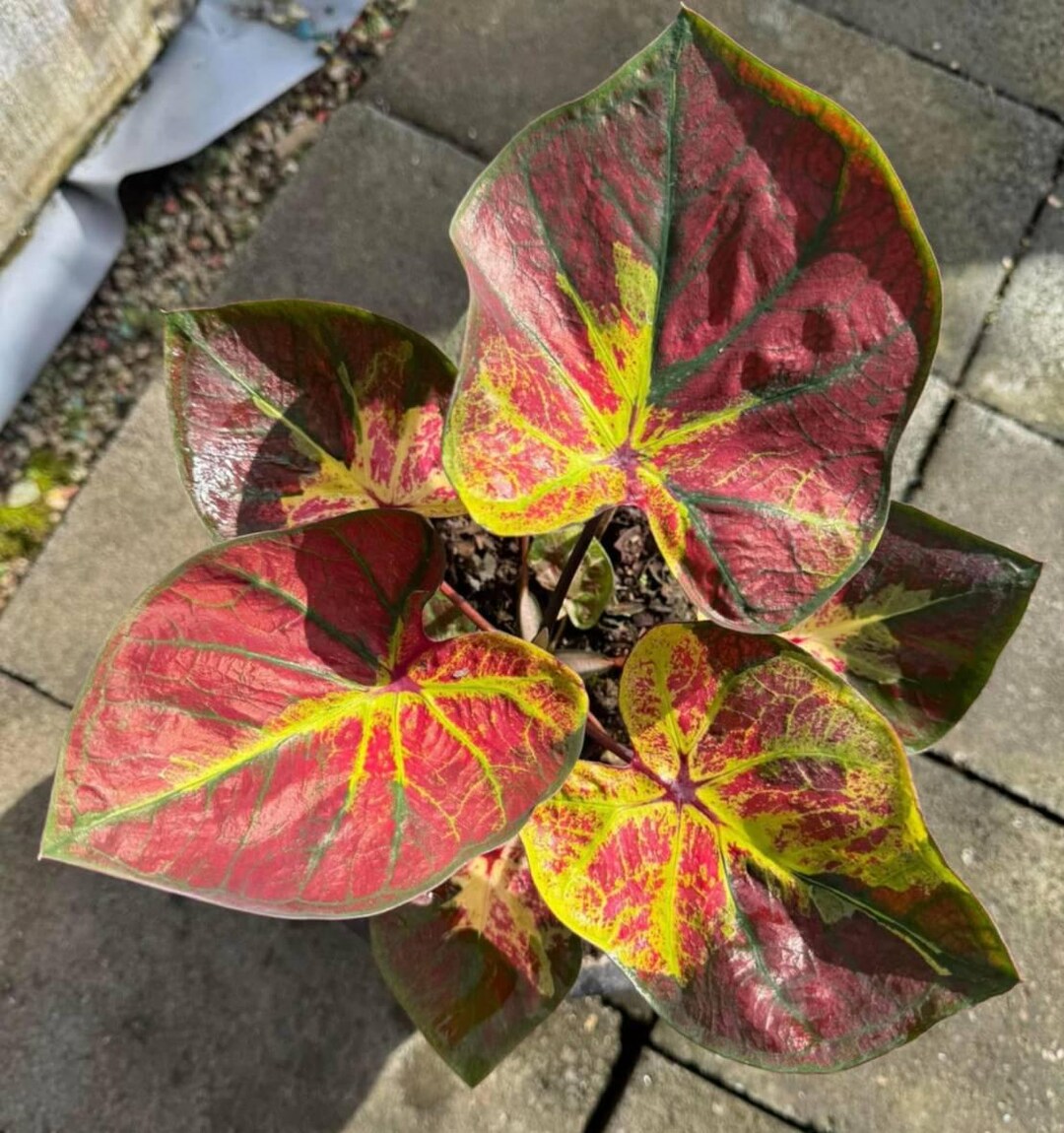 Caladium for Planting, Hybrid A29 Variety, Yellow Tone, Fancy Leave ...