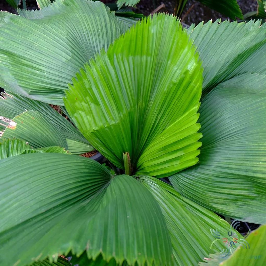 50+ Seeds of Vanuatu Fan Palm, Ruffled Fan Palm, Palas Palm for ...