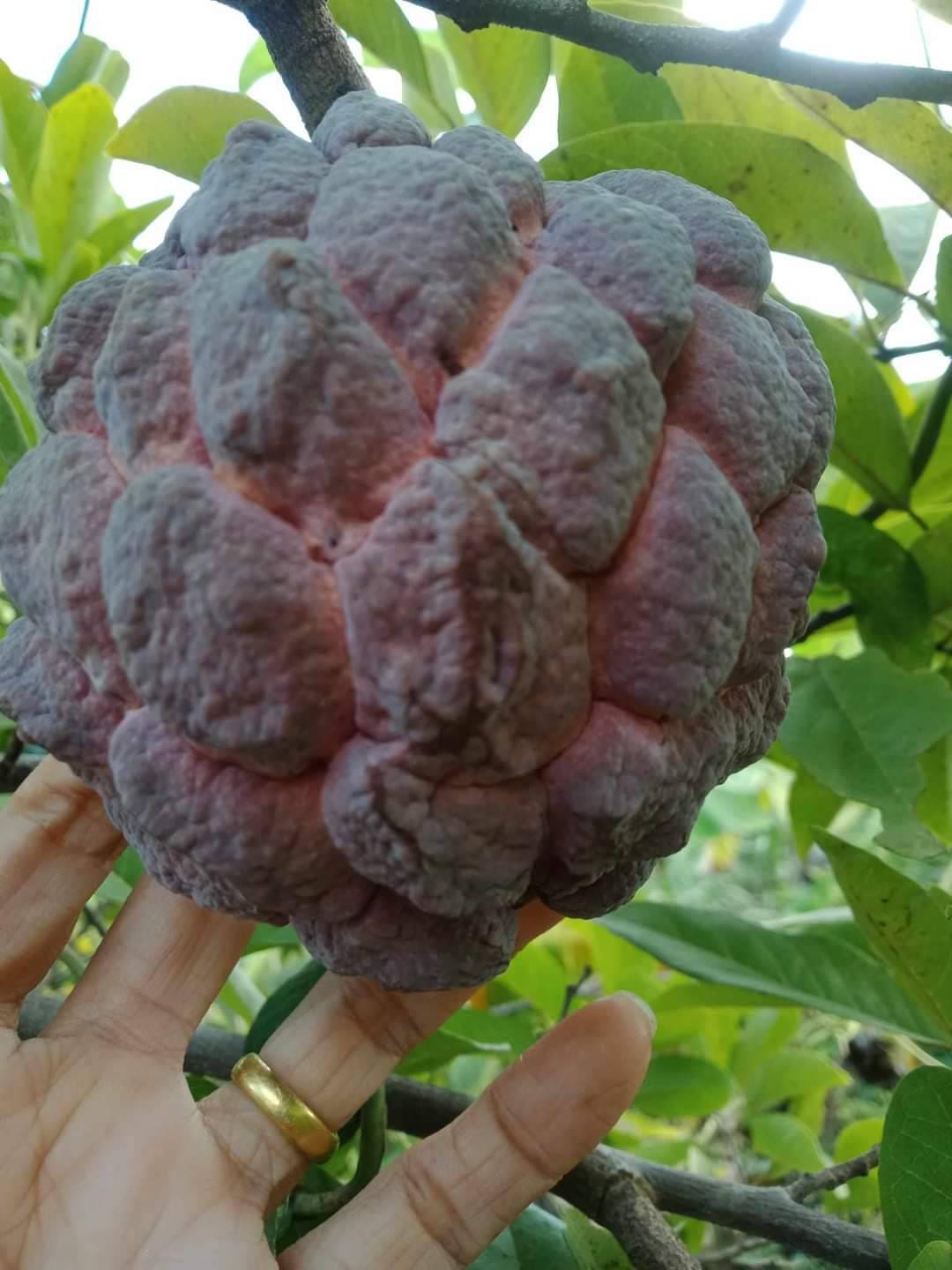 50 Seeds for Planting of Purple Sugar Apple, Sweetsop, Annona Squamosa ...