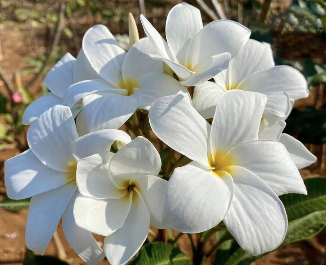 Plumeria Seeds for Planting, Obtusa Isabella Variety, Rare Variety ...