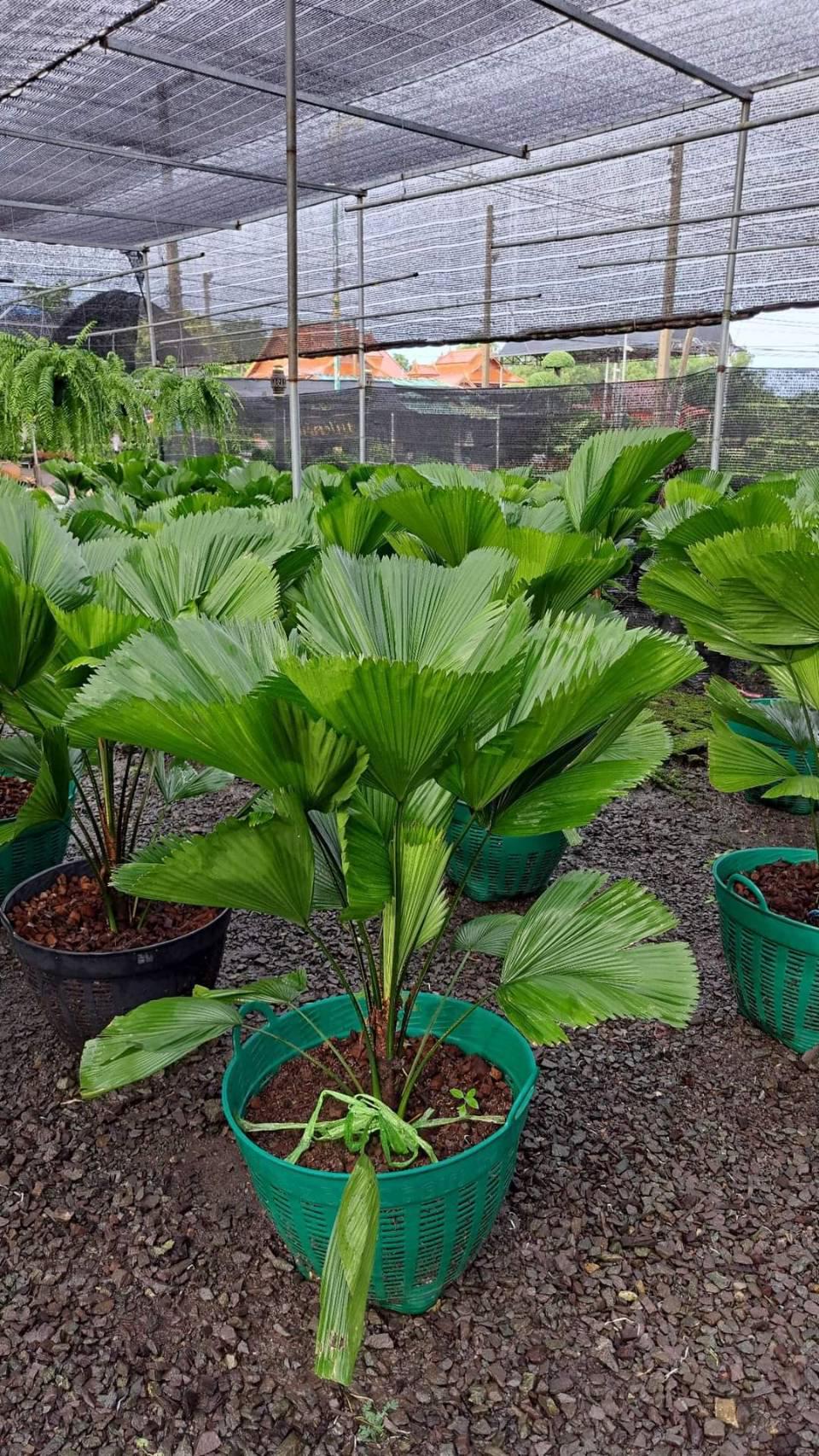 50+ Seeds of Vanuatu Fan Palm, Ruffled Fan Palm, Palas Palm for ...