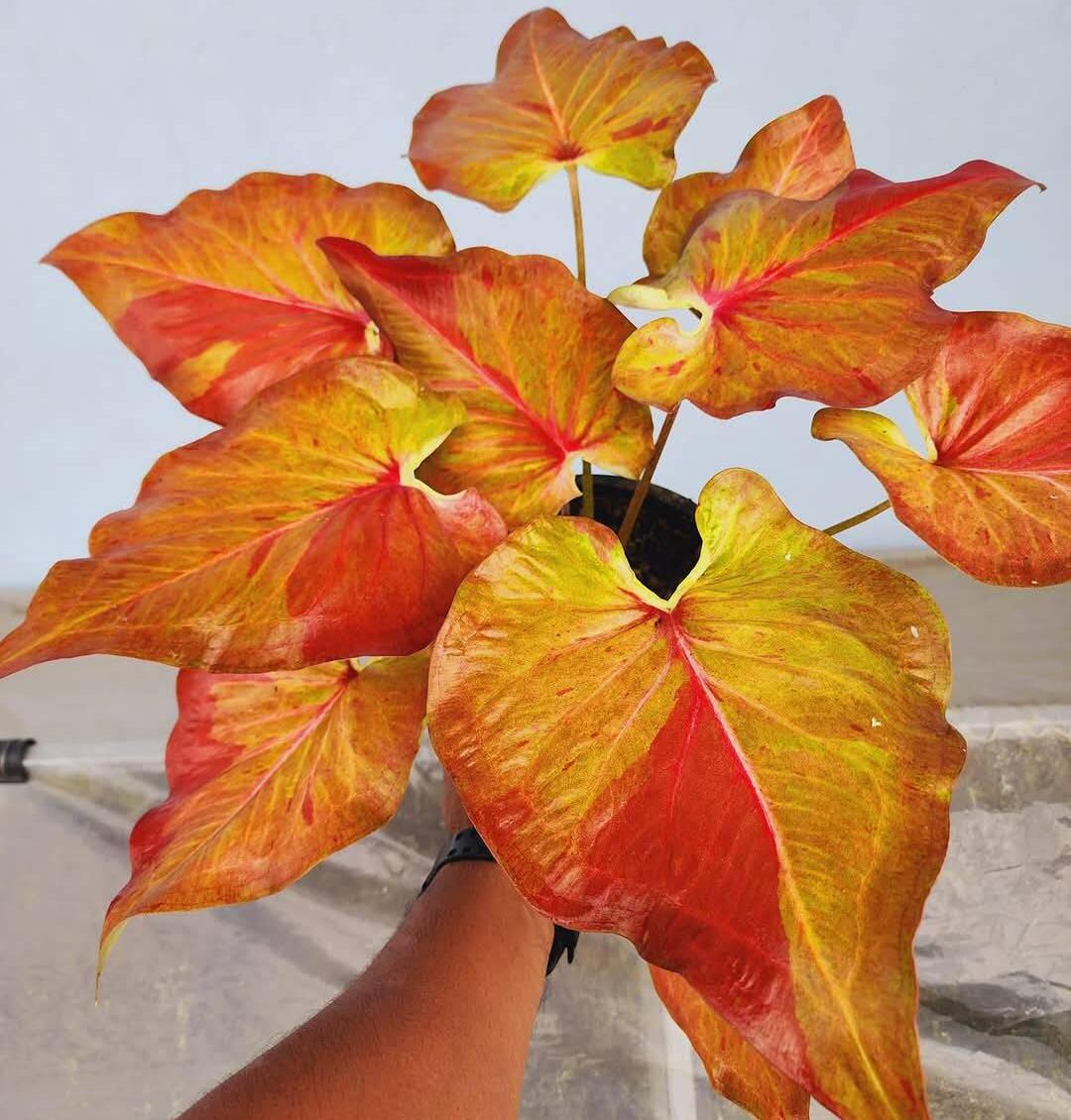 Caladium for Planting, Thongsetthi Variety, Fancy Leave , Very ...
