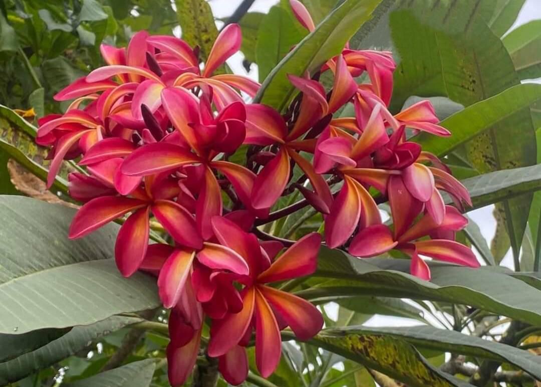 Plumeria Seeds for Planting, Pinwheel Rainbow Variety, Rare Variety ...