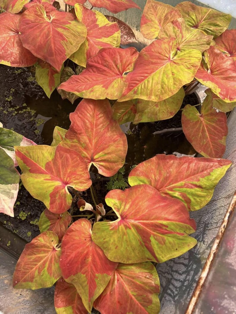 Caladium for Planting, Thongsetthi Variety, Fancy Leave , Very ...