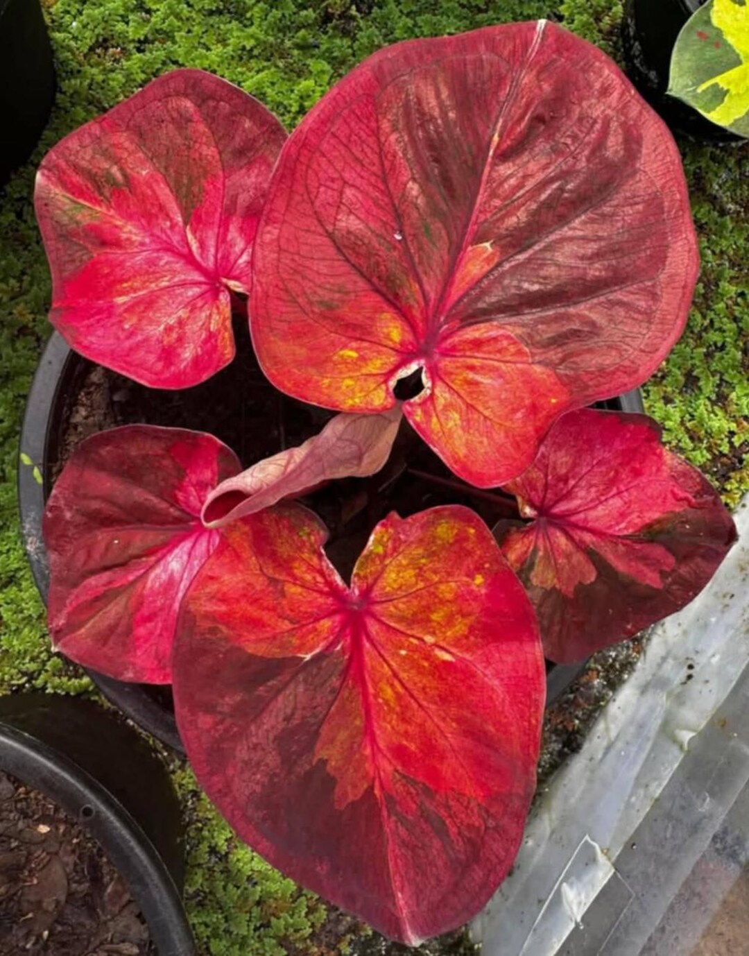Caladium for Planting, Hybrid A30 Variety, Red Tone, Fancy Leave , Very ...