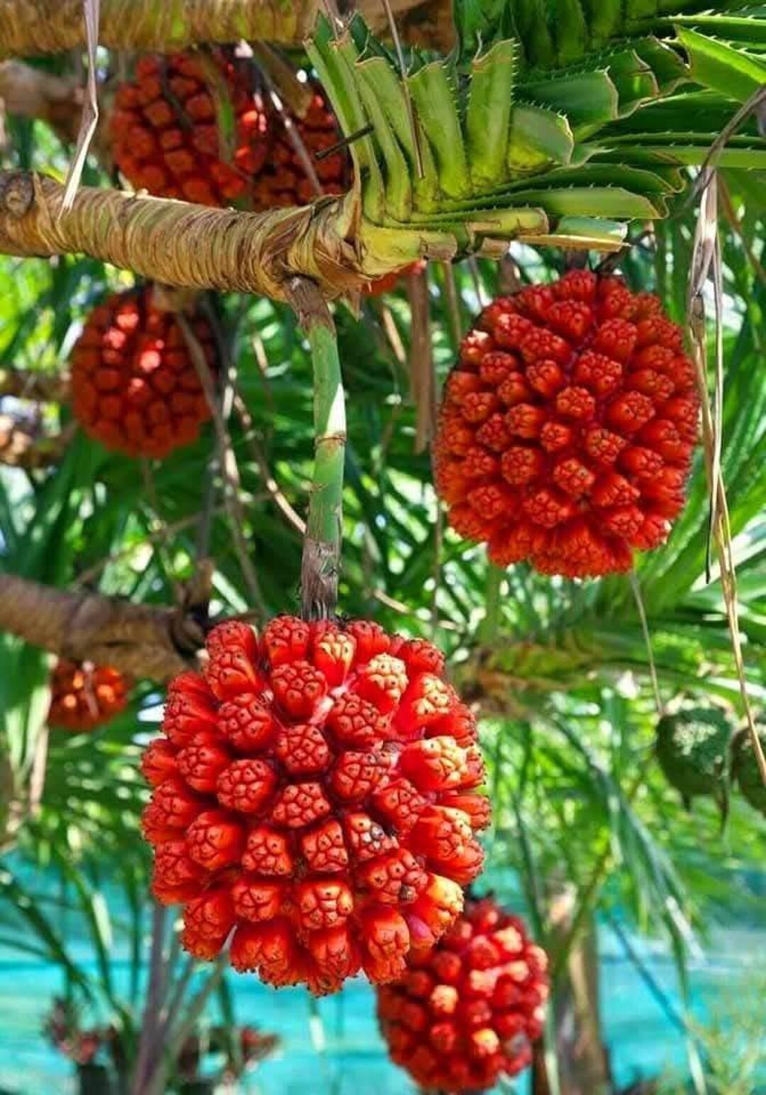 Seashore Screwpine 10 Seeds for Planting, Tropical Plant, Pandanaceae ...