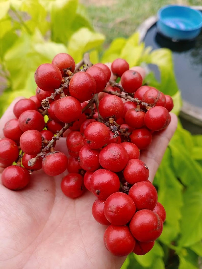 50+ Seeds of Vanuatu Fan Palm, Ruffled Fan Palm, Palas Palm for ...