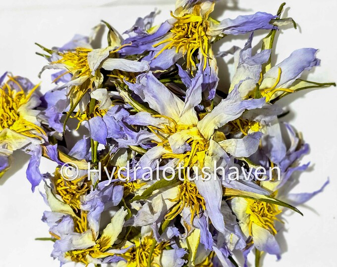 Egyptian Blue Lotus True Nymphaea Caerulea Whole Flower Pure Organic ...