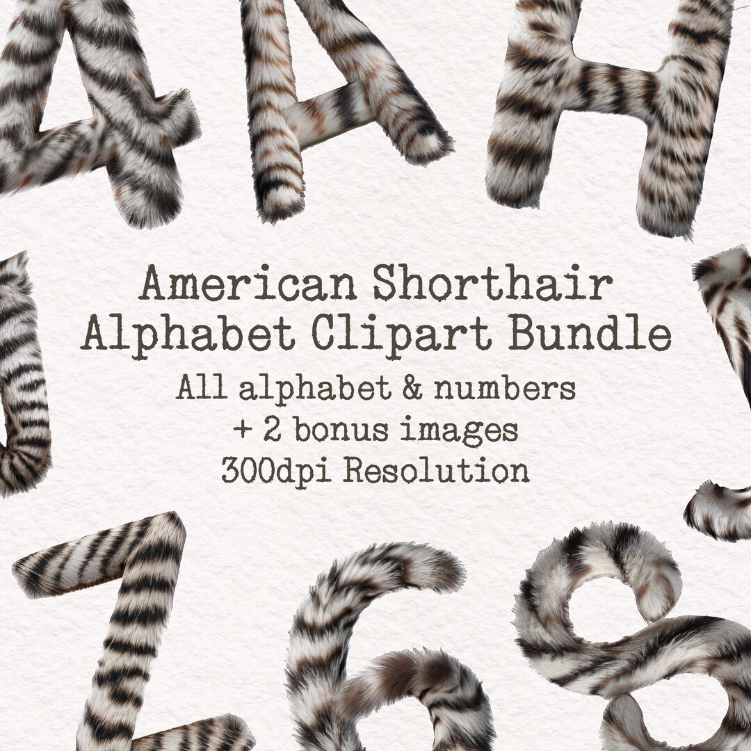 Realistic American Shorthair Cat's Fur Animal Pet Alphabet Numbers Font ...