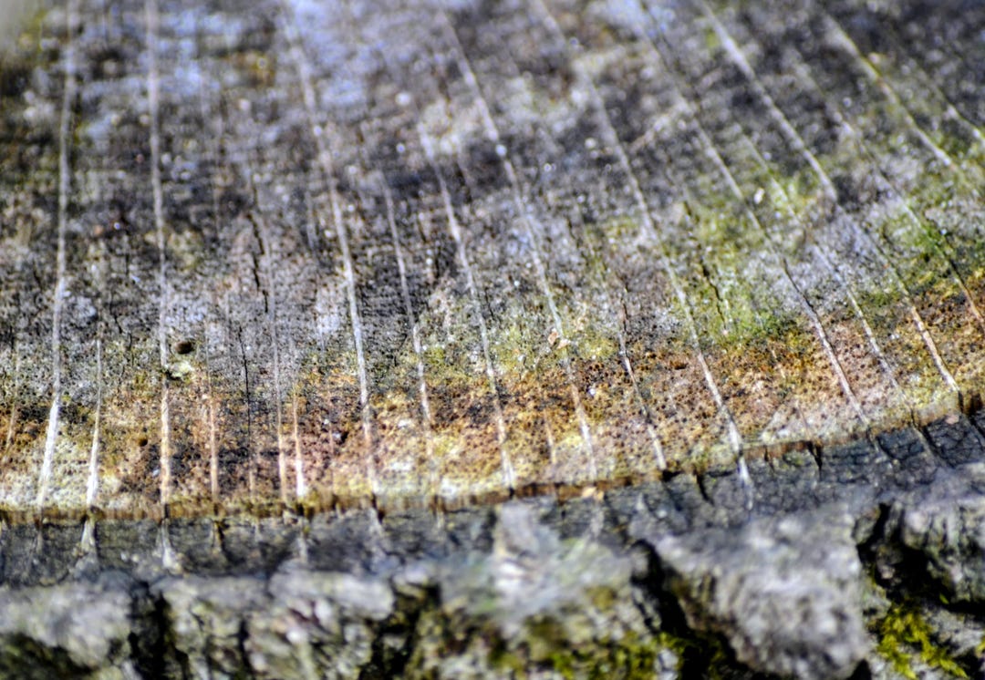 Seasons Remembered – Tree Rings Nature Photography (digital Download ...