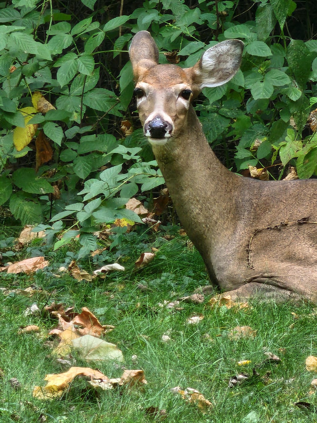 Quiet Encounter – Deer Photography, Nature Wall Art (digital Download ...