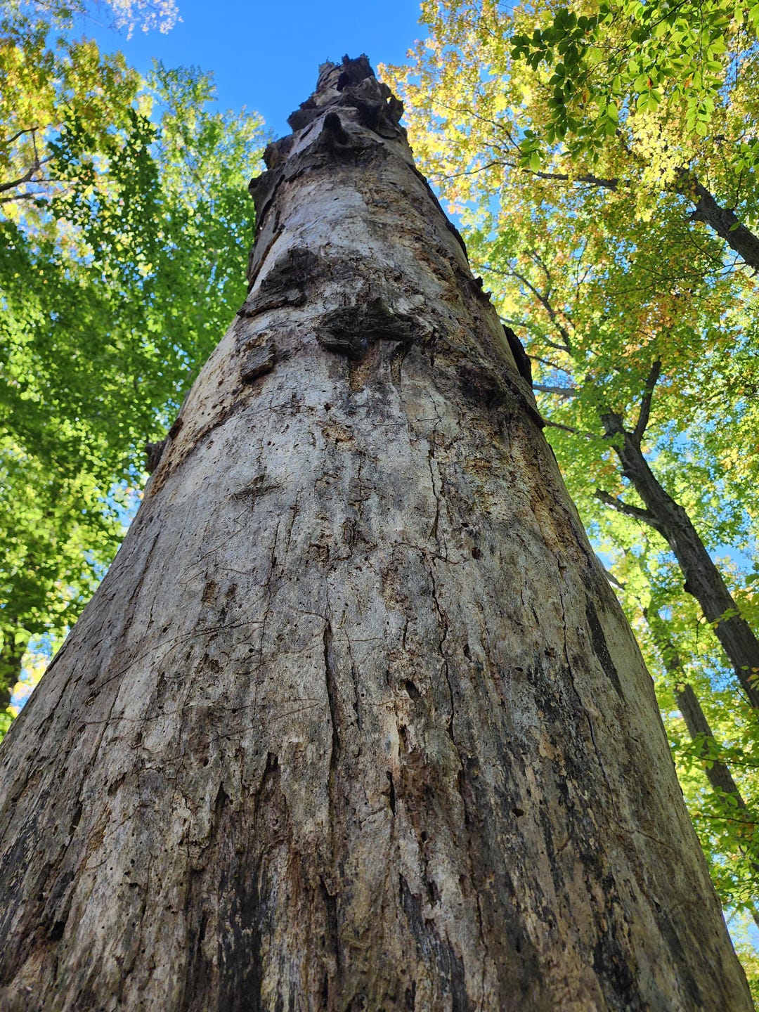 Enduring Spirit – Tree Bark Photography, Nature Wall Art (digital ...