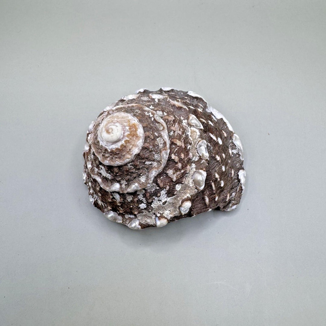 Vintage Wavy Turban Snail Sea Shell California Beach Natural 2.5"x2 ...